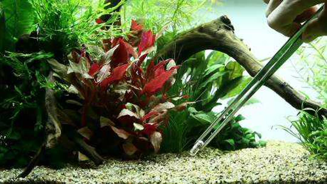 草缸新手教程 水草镊子使用方法 视频演示