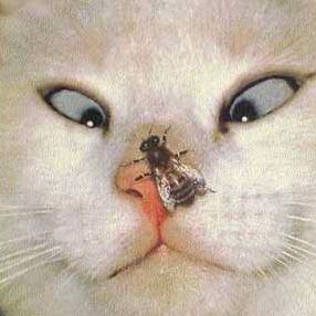 苏木笑一笑 