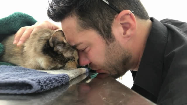 猫咪临终前和主人告别,的画面让人感动,镜头拍下全过程!