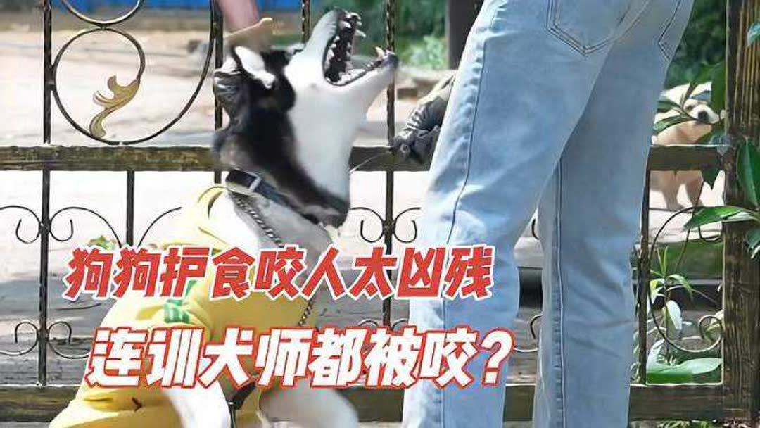 狗狗护食咬人太凶残,还把训犬师咬伤了!最后下场真惨~你怎么看