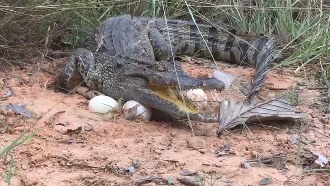 动物世界:巨蟒Vs巨蟒吃鳄鱼蛋生存生活_饥饿的巨蟒跟踪鳄鱼窝