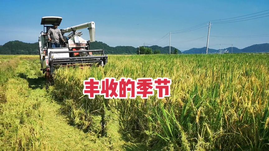 农忙双抢夏粮喜开镰。现代农业让现代“农民”增产增收。