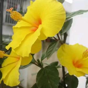 依花依草 