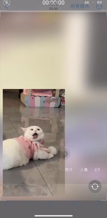 哈哈哈学会了!我要把你的罪证通通记下来!猫猫图鉴苹果抠图发光