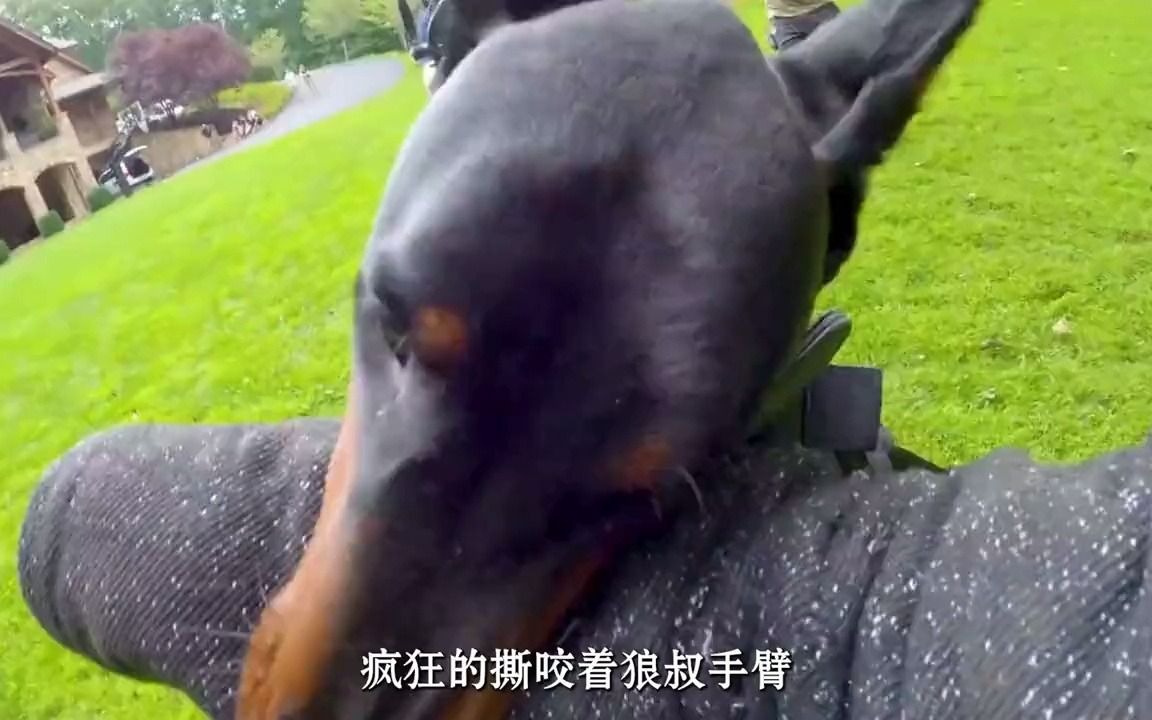 狼叔作死挑战:狼叔挑战被吉拉毒蜥以3只狗咬,到底有多酸爽