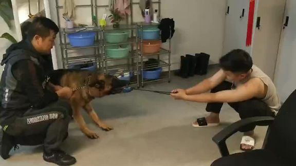 最近看到一些家庭养狗遛狗时有些狗狗打架不松口,导致了狗狗咬死...