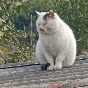 大脸猫Leader 