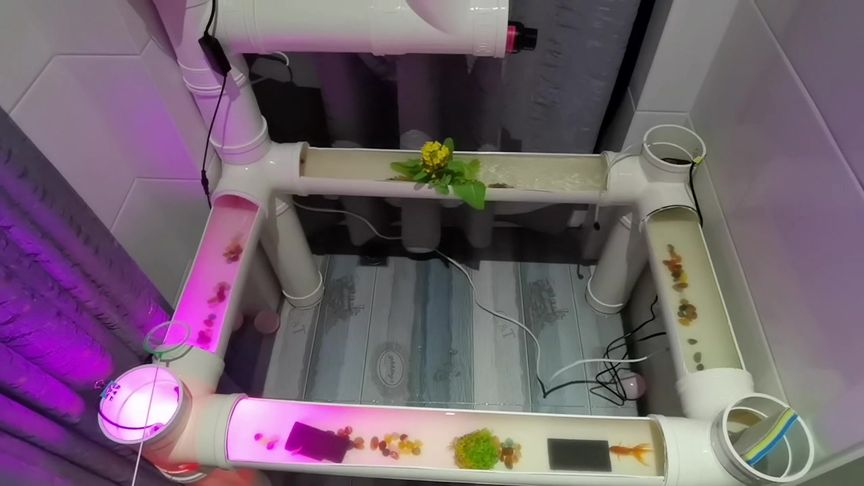 #鱼缸里的大自然 #养鱼日记 本来是给嘟姐周末玩的PVC管养鱼池