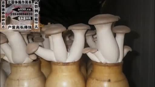 工厂化生产杏鲍菇生长过程慢动作慢镜头 高清视频 标清