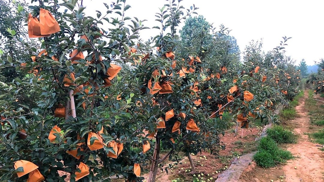 矮化维纳斯黄金苹果栽植第三年,套袋和疏果管理,培育优质果