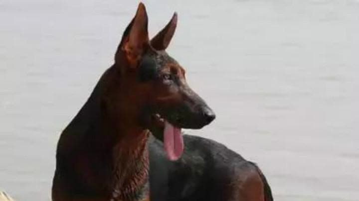 中国犬类品种大全