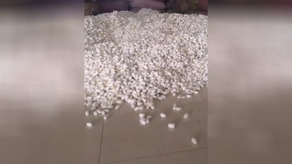 这么多蚕宝宝要被做成蚕丝被了