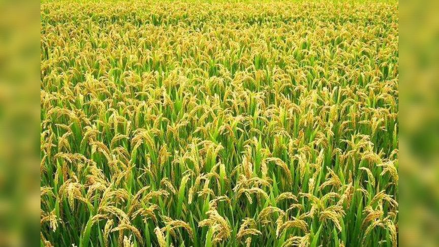 V课堂: 我们每天都会吃大米,那大家知道水稻是怎样播种的吗