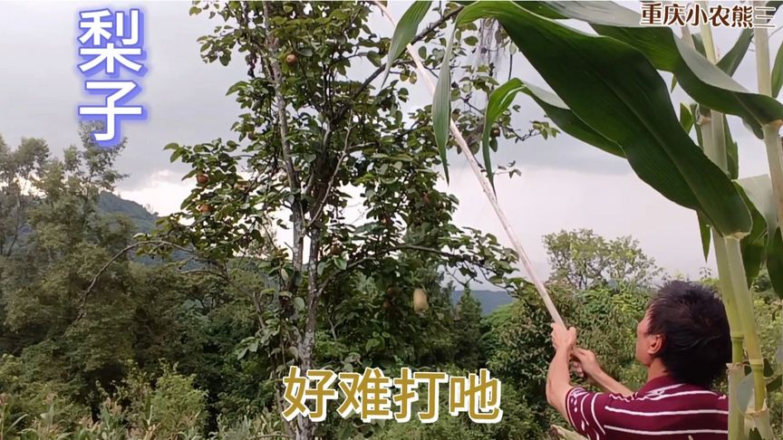 李子还没摘来吃完,梨子又成熟了。每天都拼命从树上掉下来。