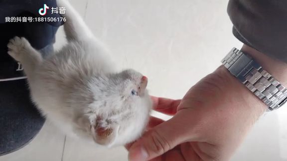 可爱的小猫咪[呆无辜]