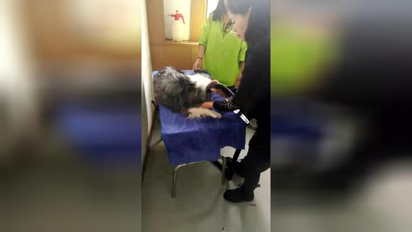 圣宠宠物美容学校老师一对一教课中