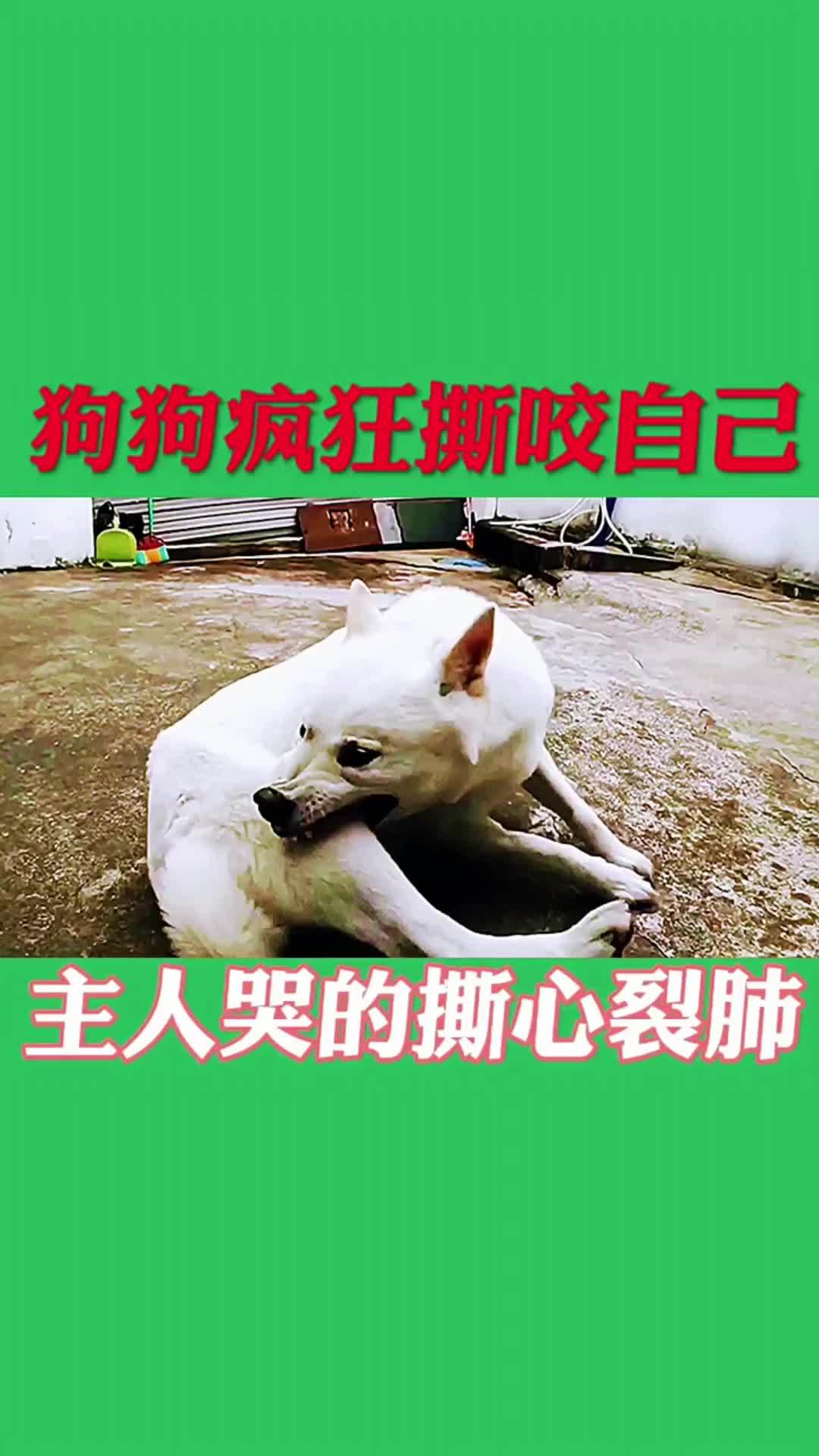 狗狗疯狂撕咬自己,主人知道原因候很伤心
