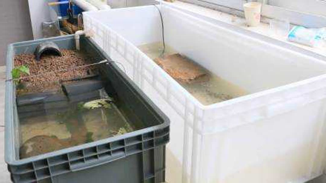 养龟先养环境,室内养龟池基础部分搭建,泥水养龟实践先行