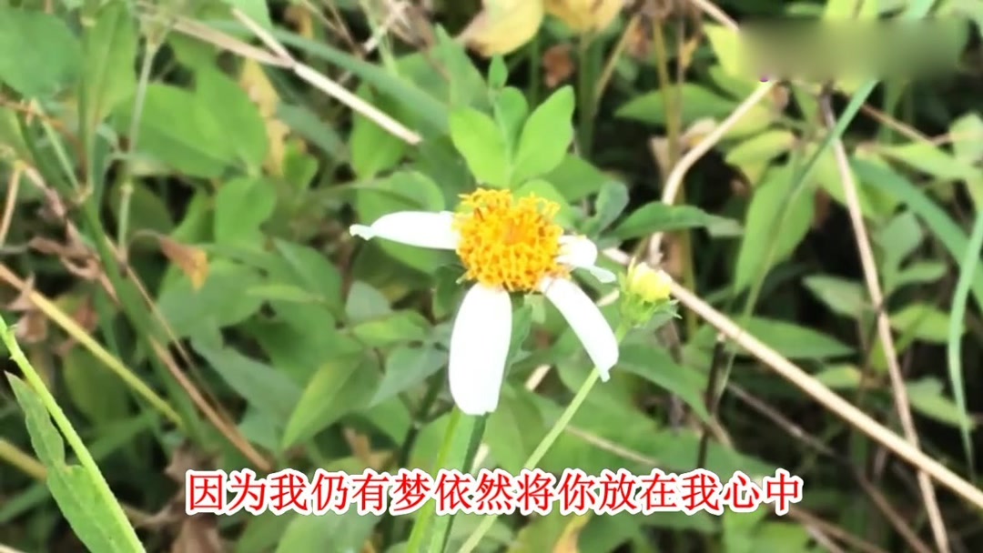 李宗盛、林忆莲一首《当爱已成往事》，经典老歌好听极了