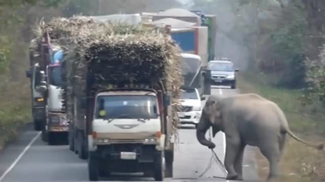 泰国大象当街拦住货车,拖下来几根甘蔗就吃,画面太搞笑了