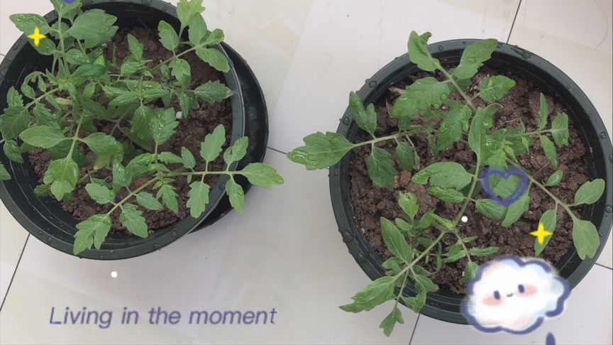 求种植小番茄的方法。ߙ�ߏ�ߙ�ߏ�ߙ�ߏ