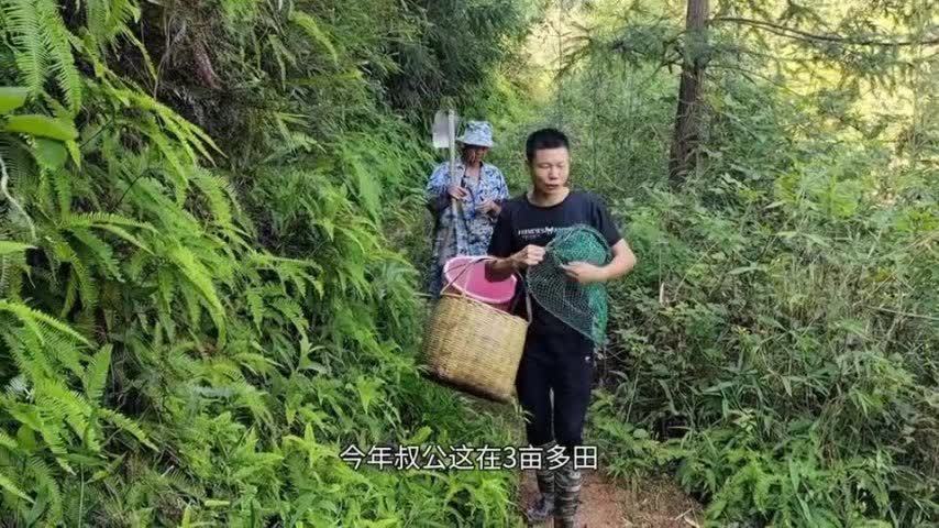 3亩稻田放养了100多条稻花鱼,半年自然生长后,看看还能剩多少