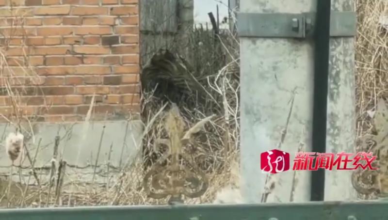黑龙江一野生东北虎进村:警察蜀黍,村里有只大猫…哦不!ߑ� :别怕!...