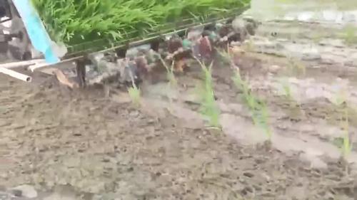 农村的水稻插秧机,真想不到效率还挺快