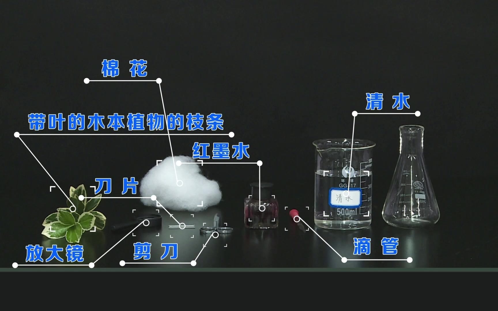 14实验探究十四 茎的输导功能