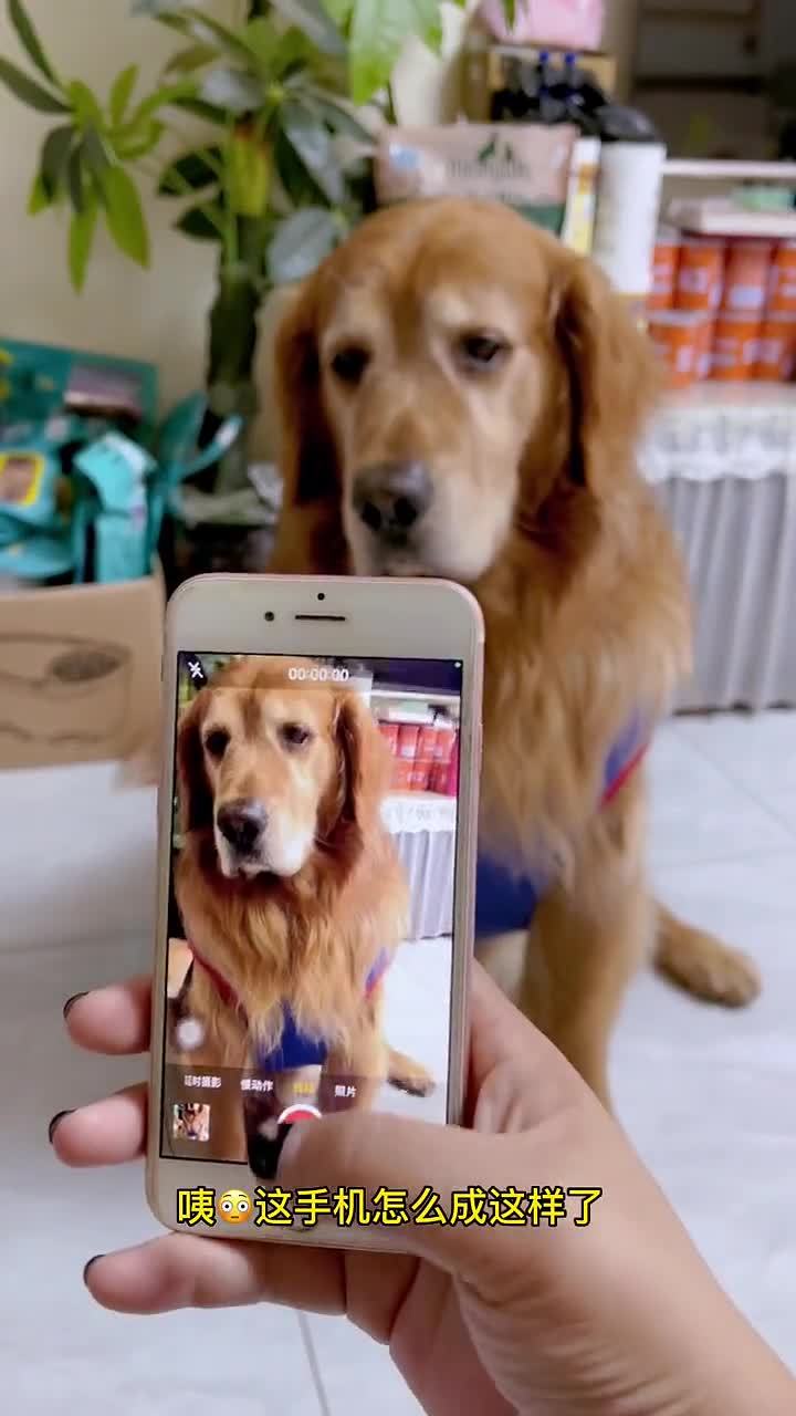让你拍视频至于这样嘛金毛傻狗的日常萌宠出道计划西门子西门子转换器