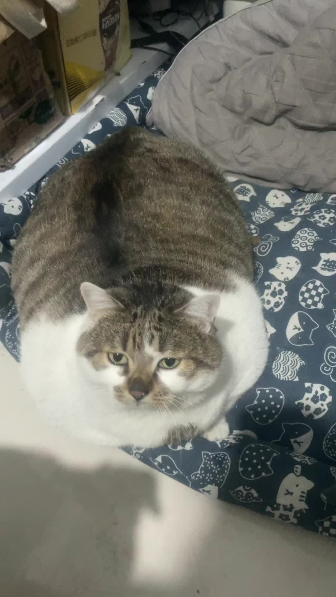 ...诚信的问题,逮到机会你就去被抓到还死不悔改,一点悔改的意思都没有