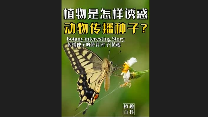 聪明的植物,是如何"诱惑"动物替自己传播种子的