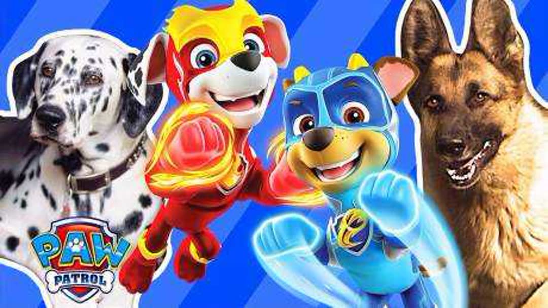 威力狗为什么都去捡垃圾呢,原来它们要打造一个大狗狗