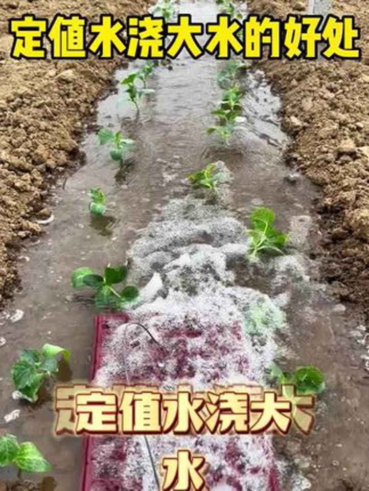 定值水浇大水的好处#蔬菜种植 #农业种植 #王友福 #蔬菜大棚 #三农