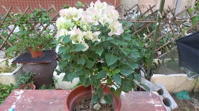 磷酸二氢钾虽好,但正确的使用方法是“关键”