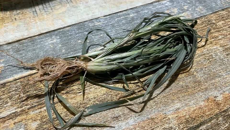 牛津草是个宝,放锅里煮一煮作用真厉害,知道人不多既省钱又实用