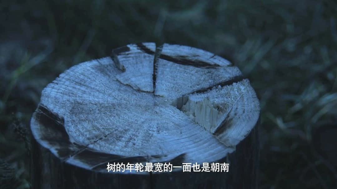 军人野外依靠树桩和花朵辨认方向,不料这一切都是队长设计好的