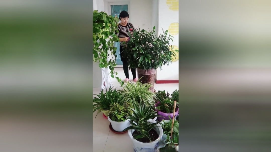 我是用雪花啤酒兑的矿泉水在加一点阿斯匹林浇花叶面绿油油