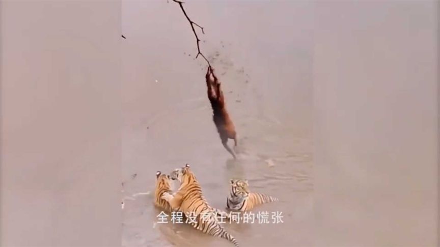 饲养员把活鸡放在车顶上,一群东北虎就冲了过来