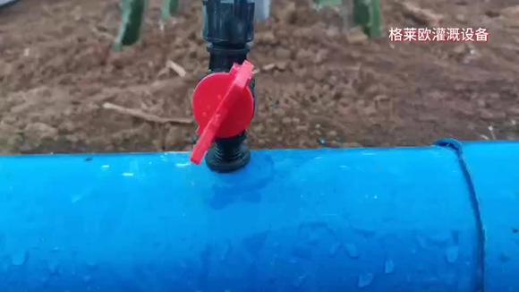 火龙果微喷最新装法#火龙果 #微喷带 #滴灌 #旁通阀 #农业种植