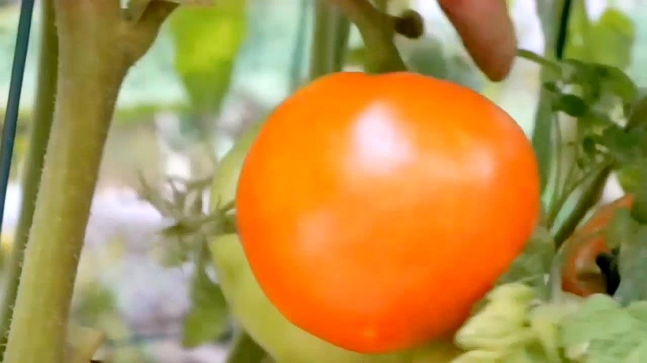 西红柿光开花不瓜果掌握4点技巧,果实挂满枝