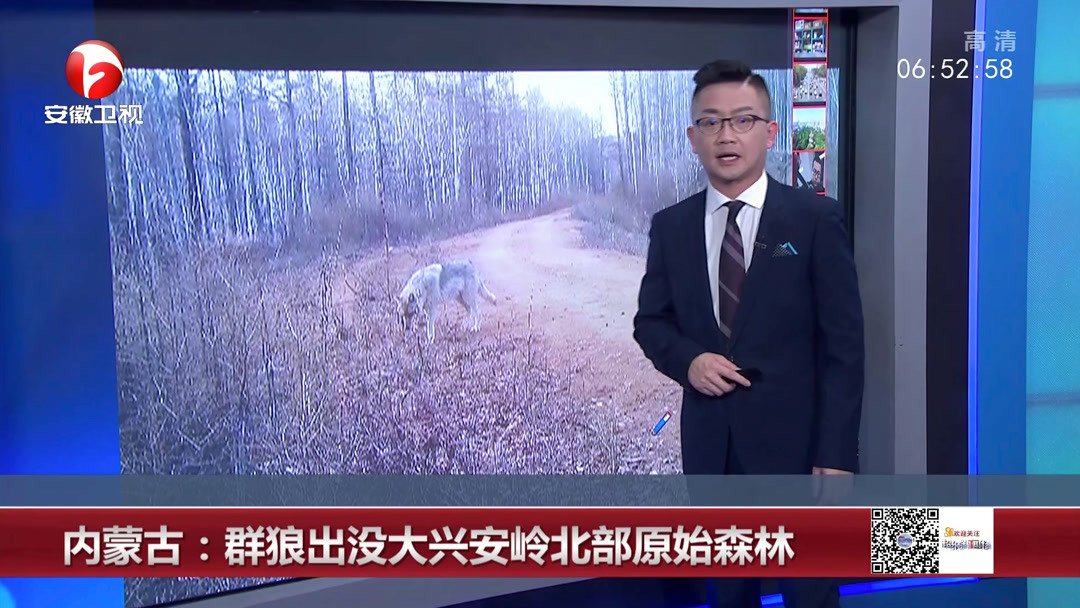内蒙古:群狼出没大兴安岭北部原始森林