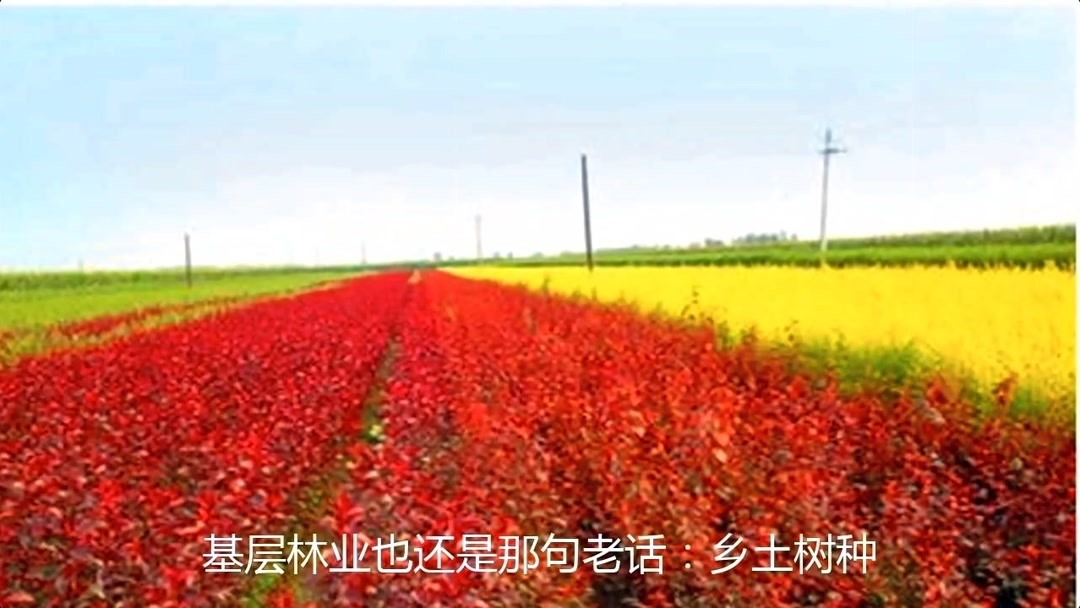 在农村种植绿化苗木有发展前途吗。最具市场潜力的苗木有哪些。