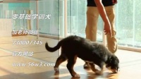 怎样训练狗狗上厕所 怎么训练狗狗 训练狗狗教程