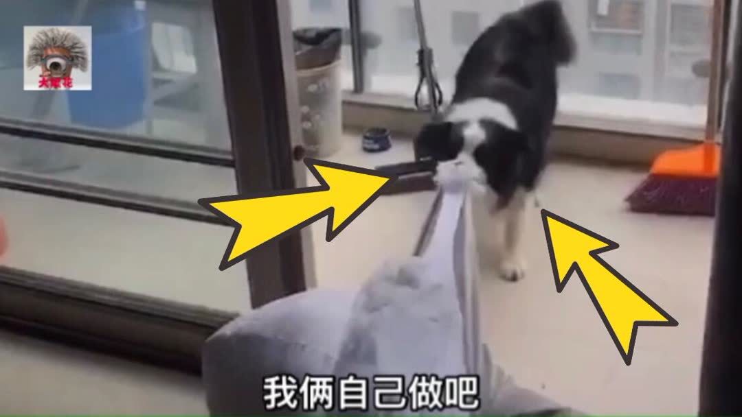 狗这样是病、得治,具体怎么治大家说说,评论区1亿条评论等着你