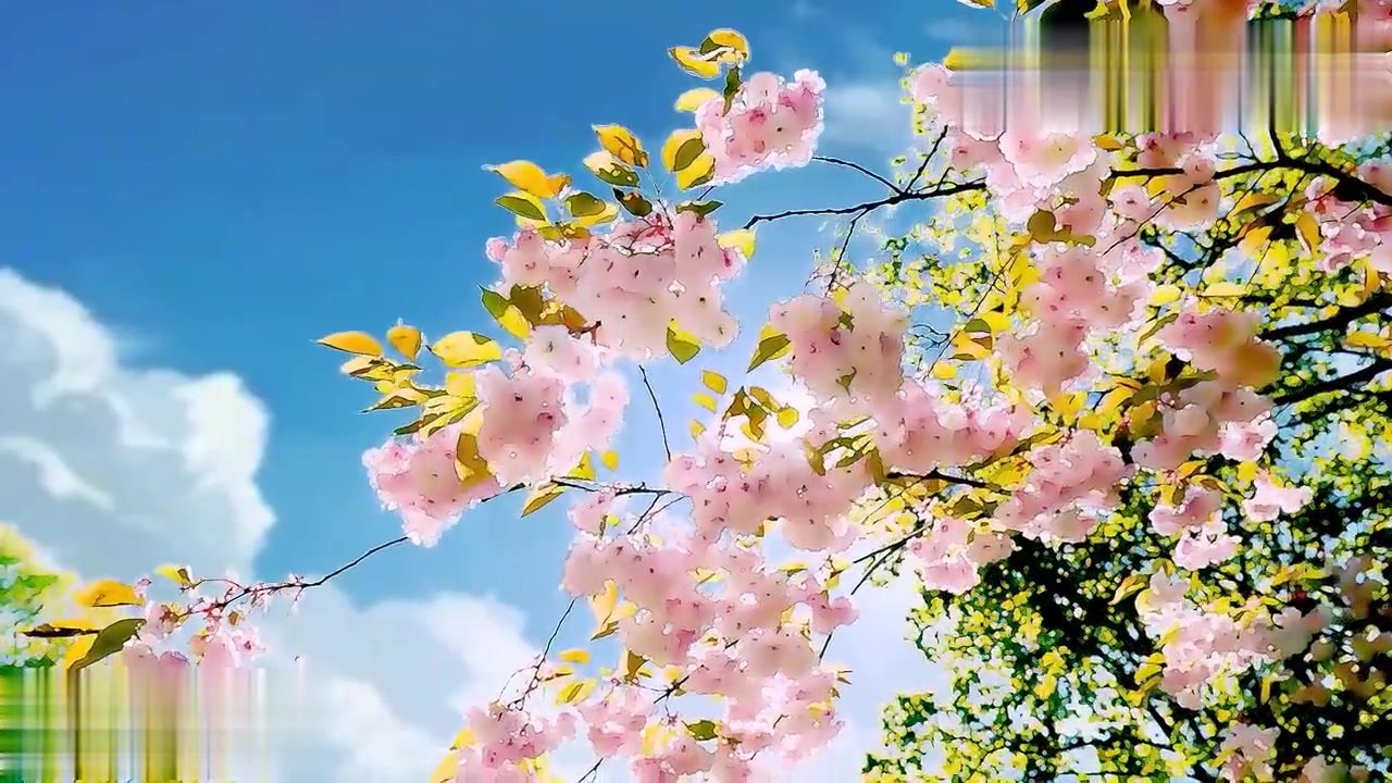 用一树花开明媚,来见证整个武汉春天