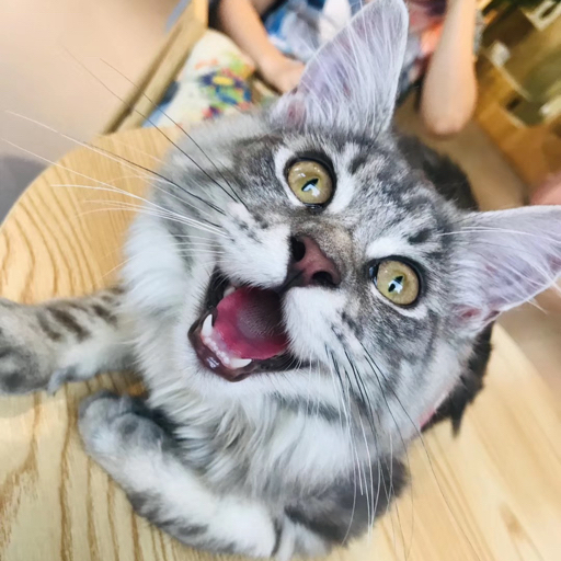 会漂移的梅拉 