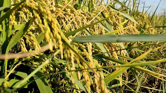 水稻田,马上要成熟了。