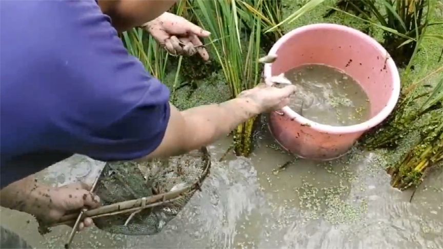 3亩稻田放养600条鱼,经过半年自然生长把水放干看看还剩多少