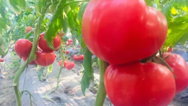 农村种植西红柿教你小技巧,只要做好这1步,不裂果不落果产量高